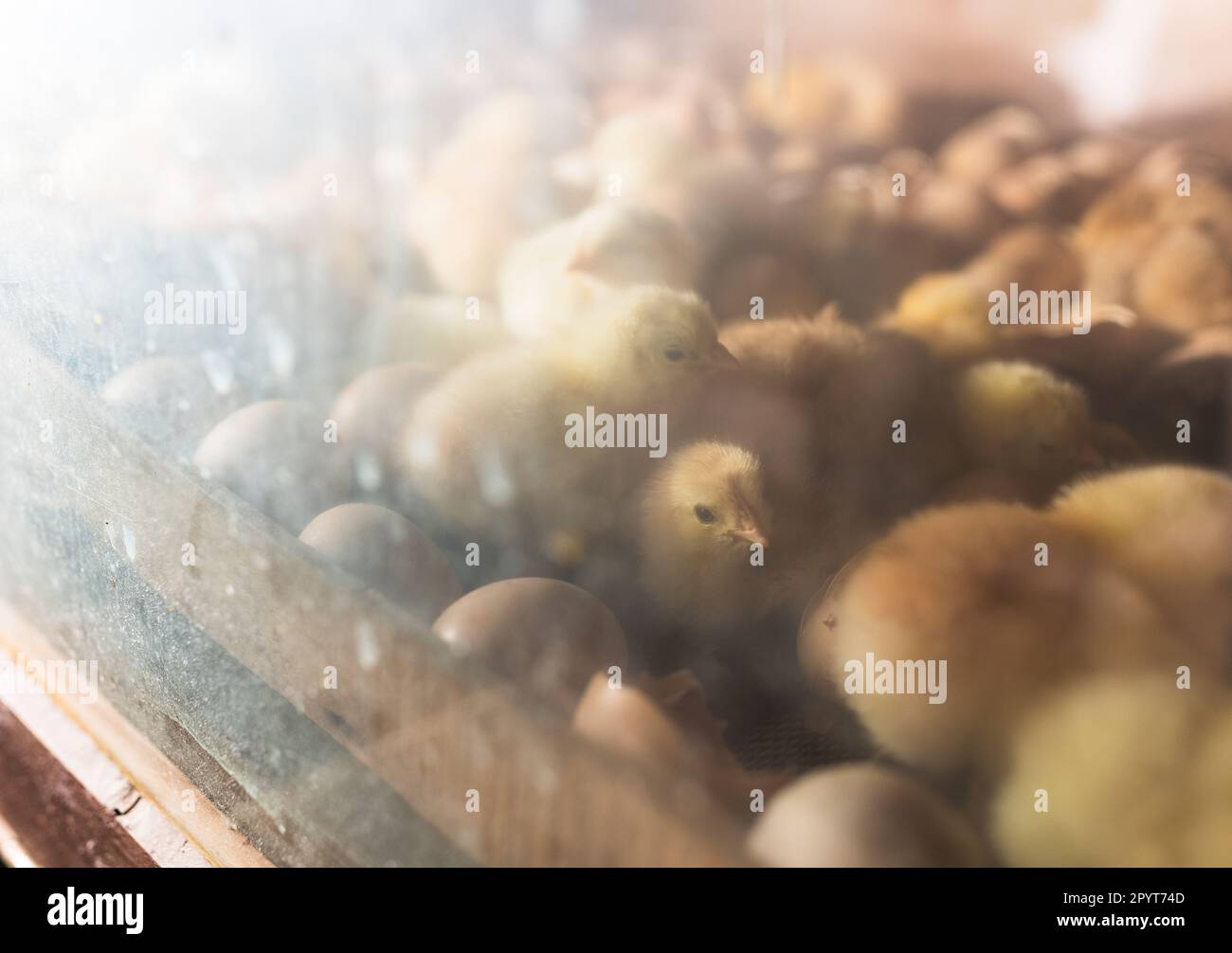 Hatching eggs in incubator. Group of small cute newborn chicks Stock ...