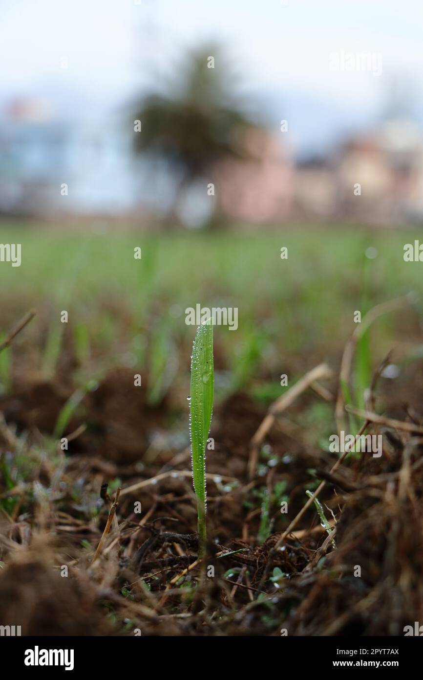 Field drop hi-res stock photography and images - Alamy