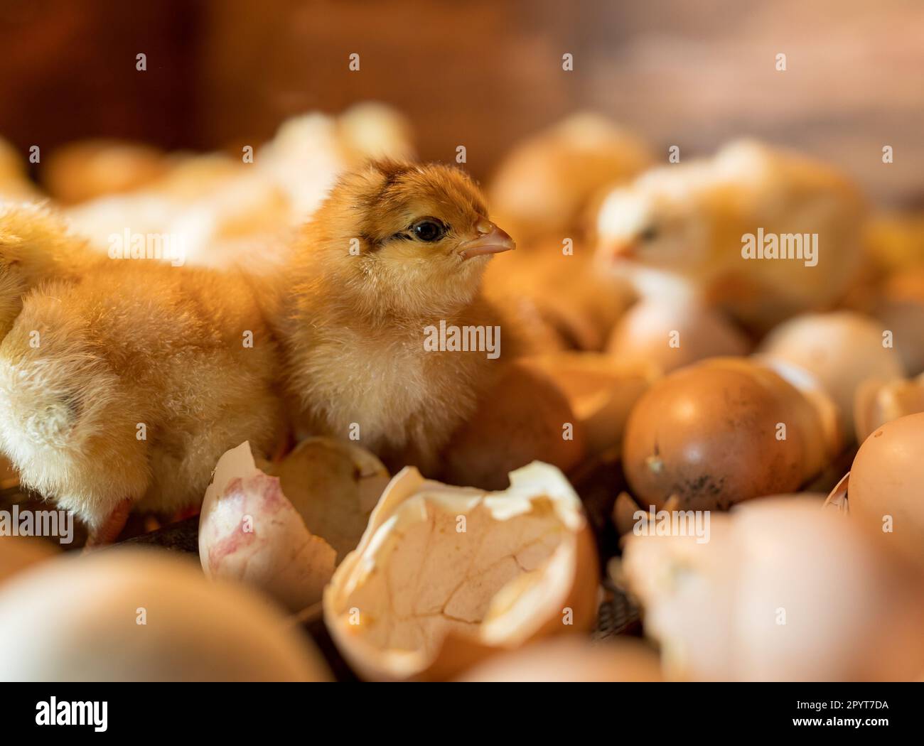 Hatching eggs in incubator. Group of small cute newborn chicks Stock ...