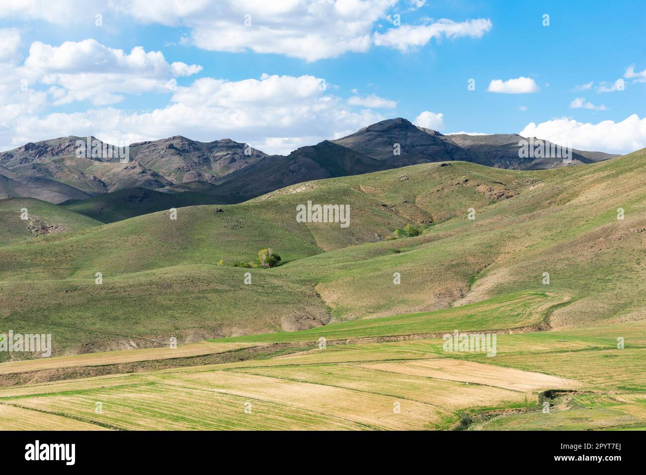 A tree in a beautiful view of several mountains at different heights in ...
