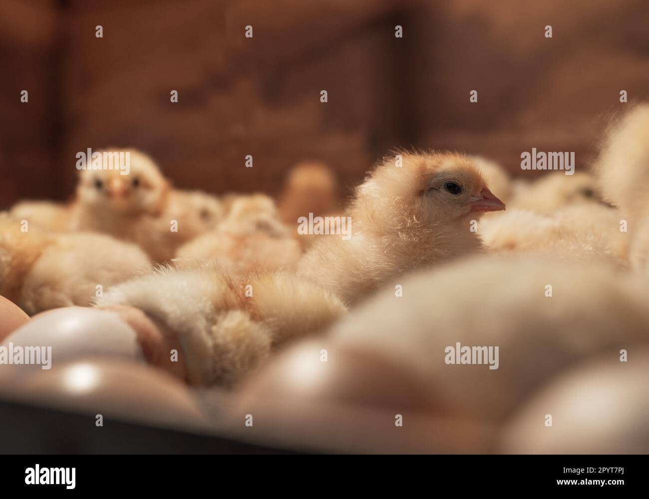 Hatching eggs in incubator. Group of small cute newborn chicks Stock ...