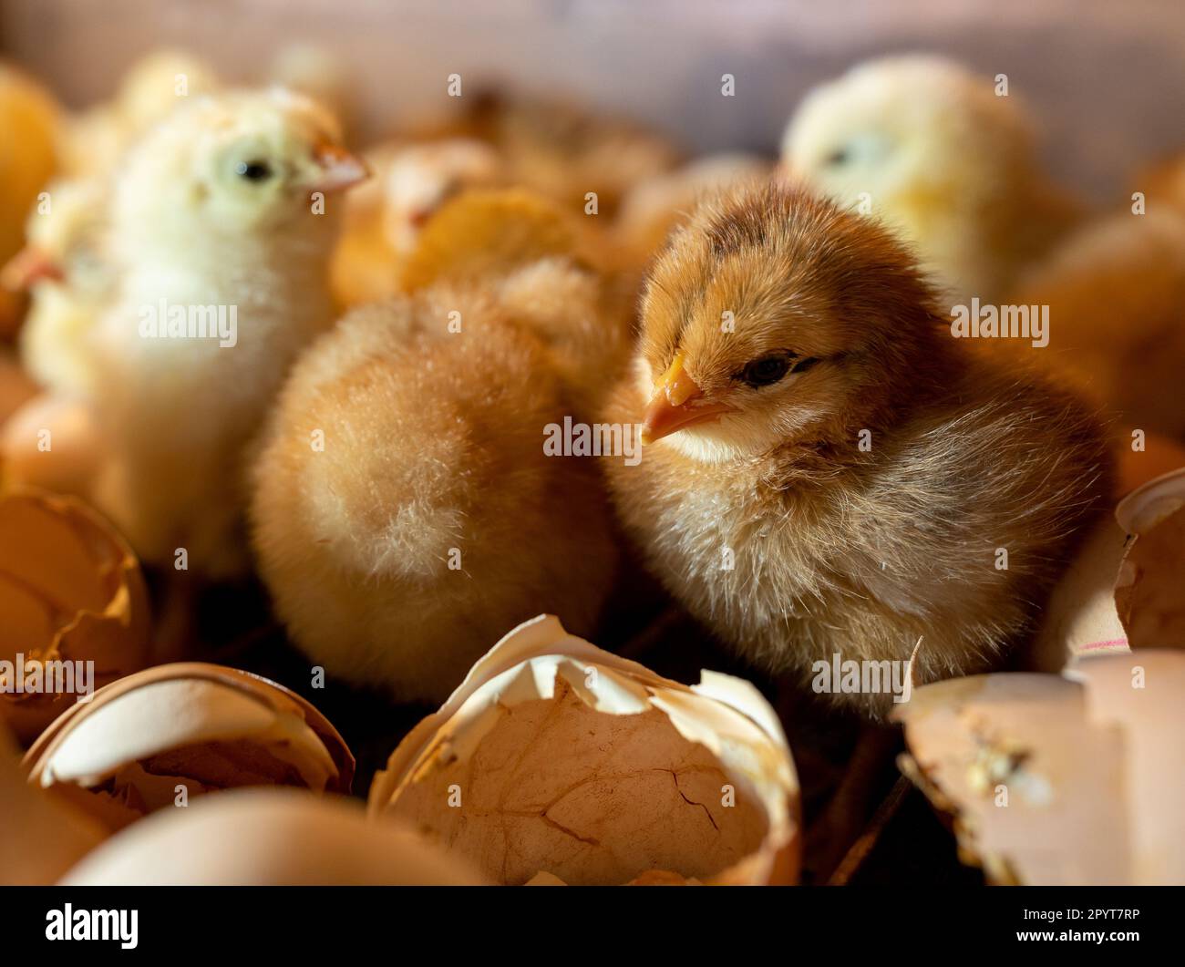 Hatching eggs in incubator. Group of small cute newborn chicks Stock ...
