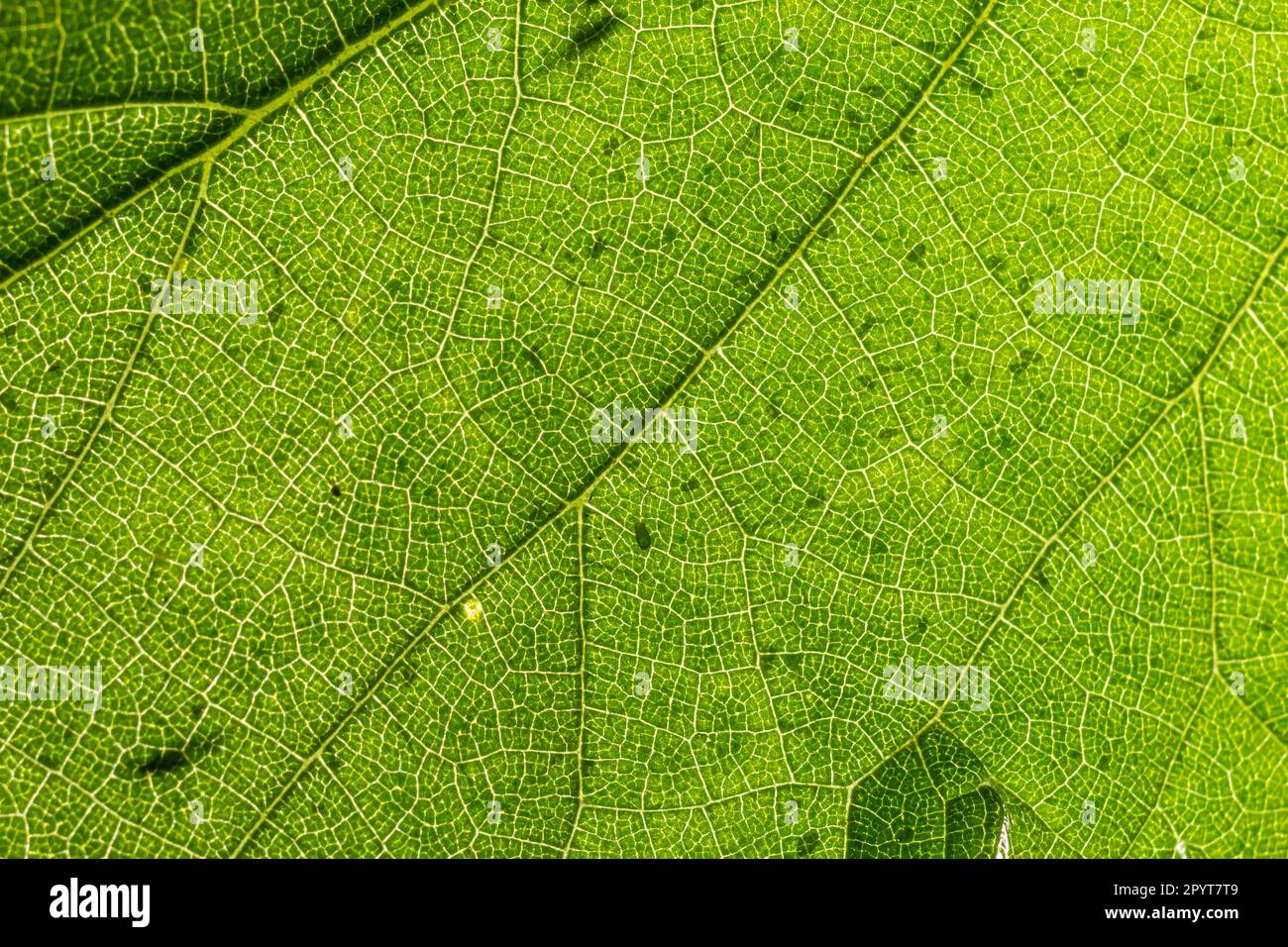 Abstract green leaves texture for background. Natural environment ...