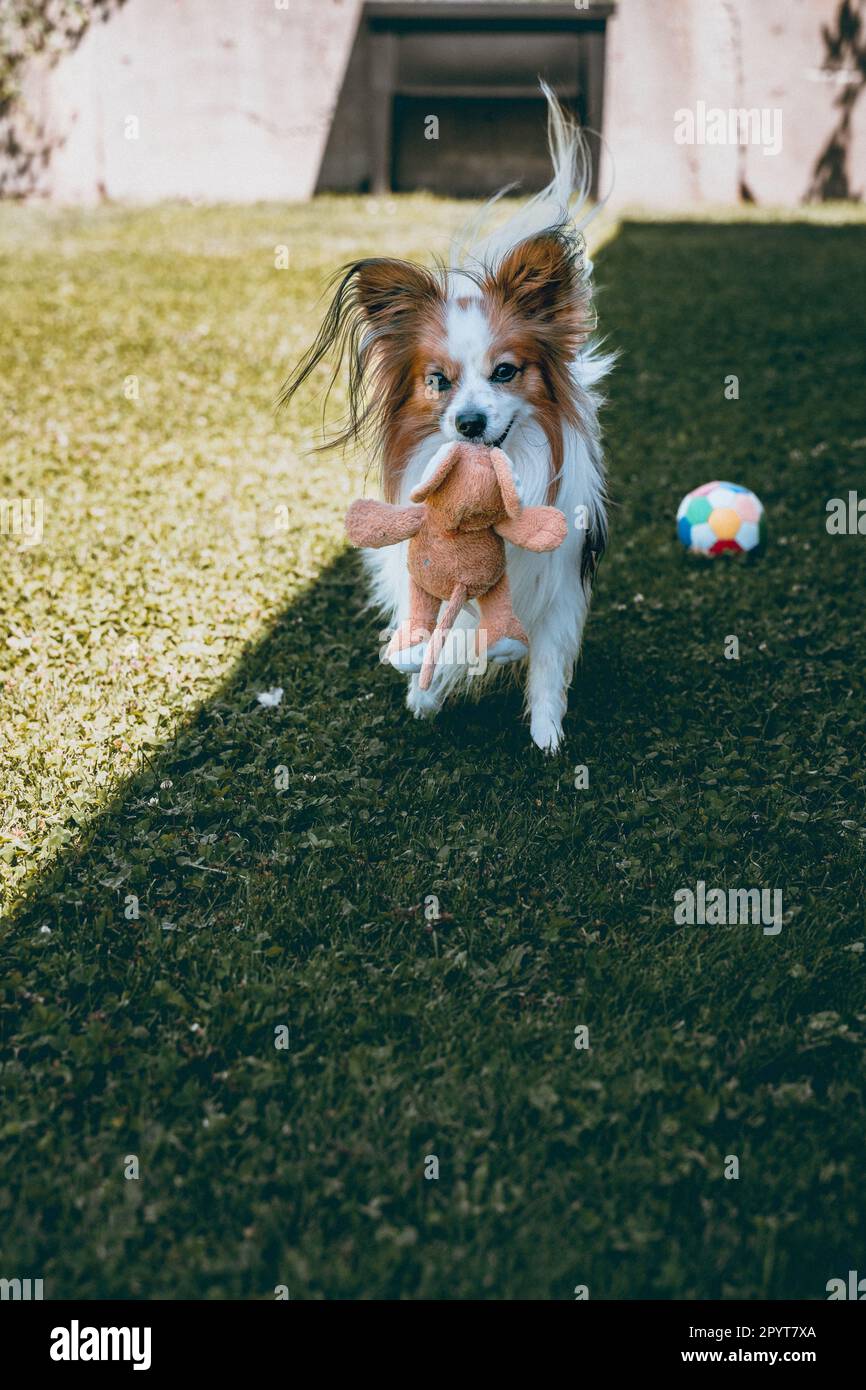Dog playing outside in hi-res stock photography and images - Alamy