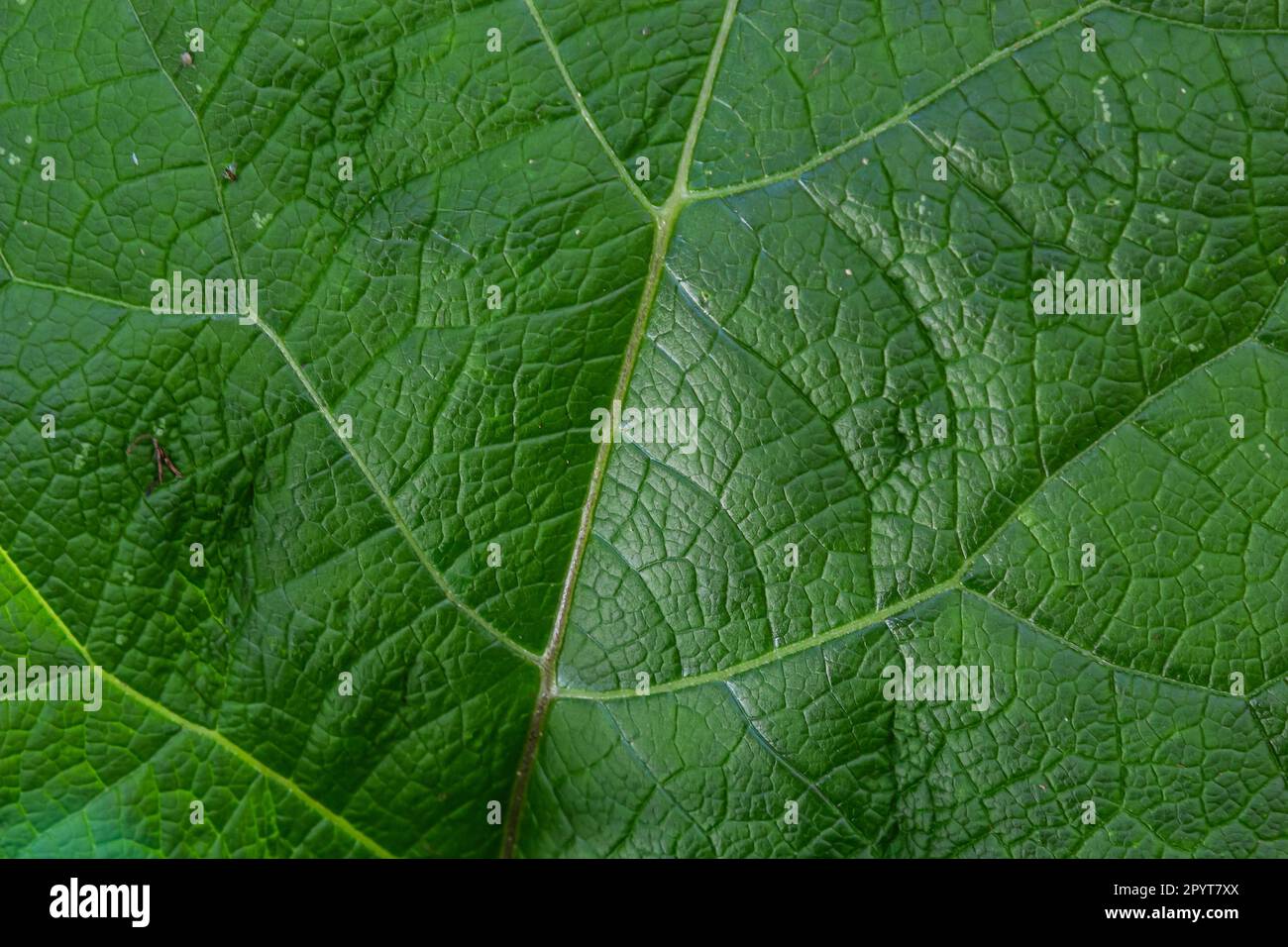 Abstract green leaves texture for background. Natural environment ...