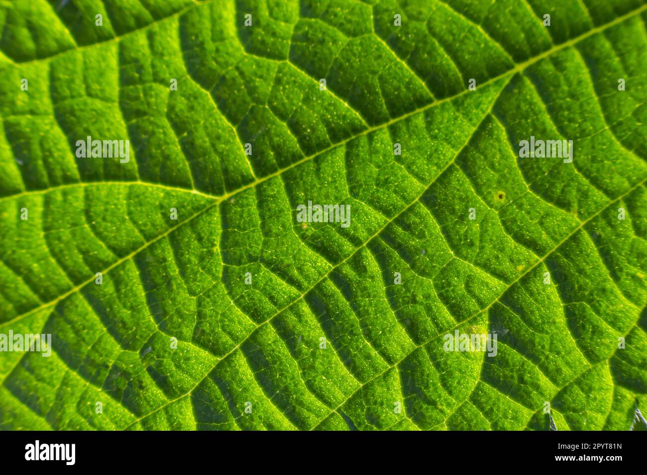 Abstract green leaves texture for background. Natural environment ...
