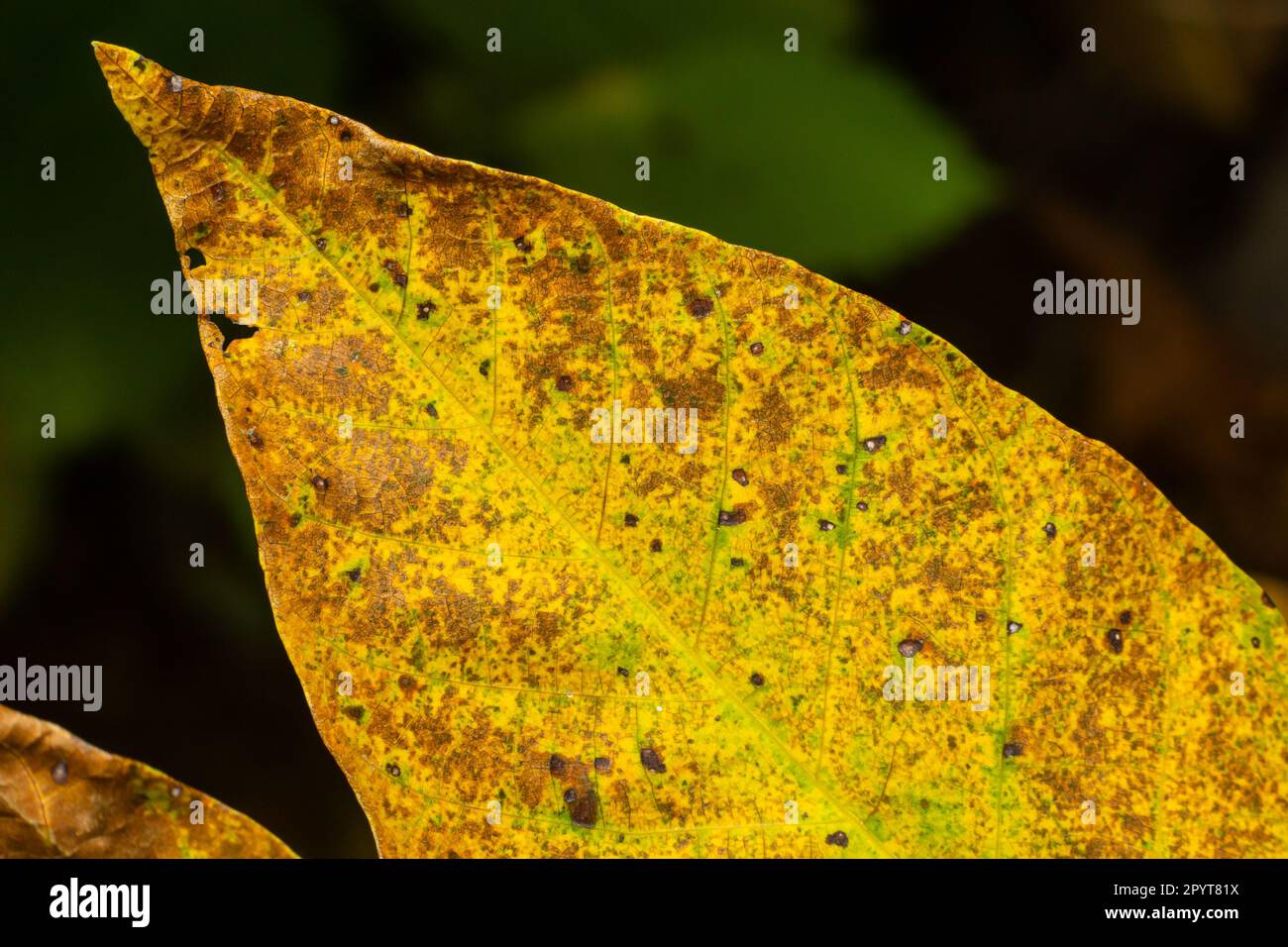 Macro photo of a yellow leaf, colorful autumn foliage. Golden yellow leaf texture close up ...