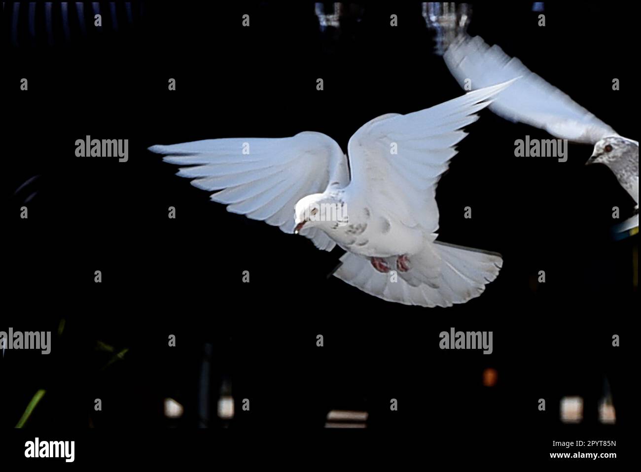 white dove in flight in black background Stock Photo - Alamy