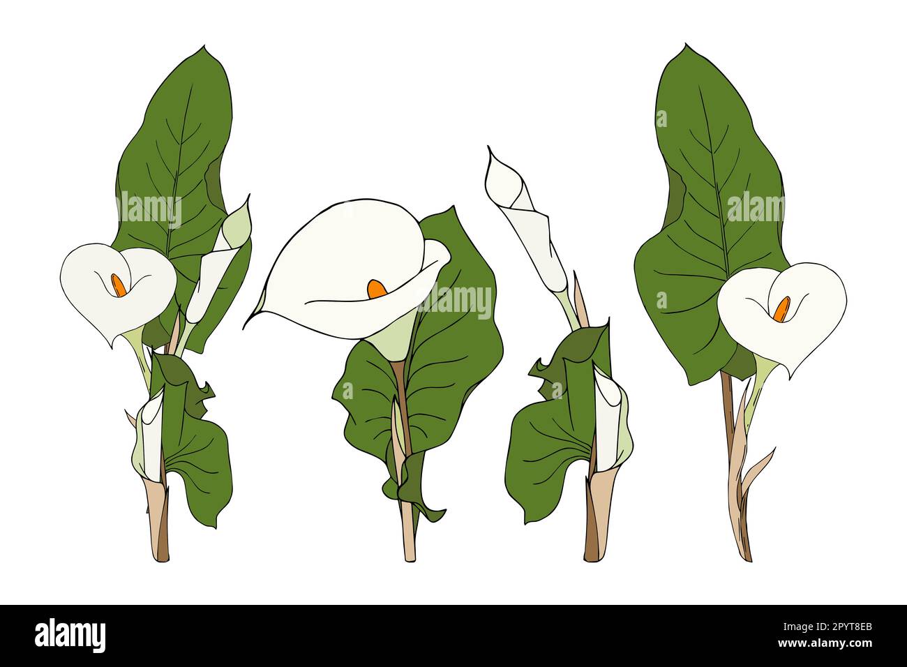 Collection Calla white flowers, colors sketches of calla flowers and ...