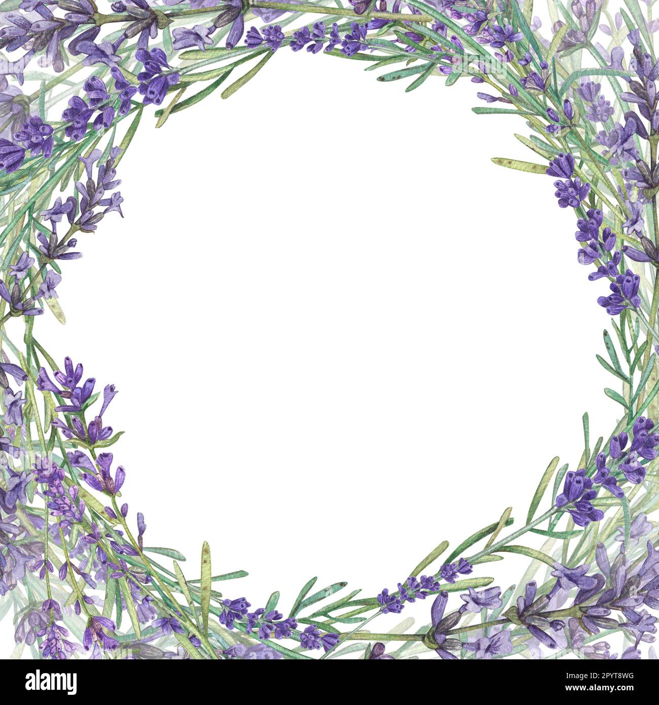 Square frame with lavender and a place for the text. Watercolor ...