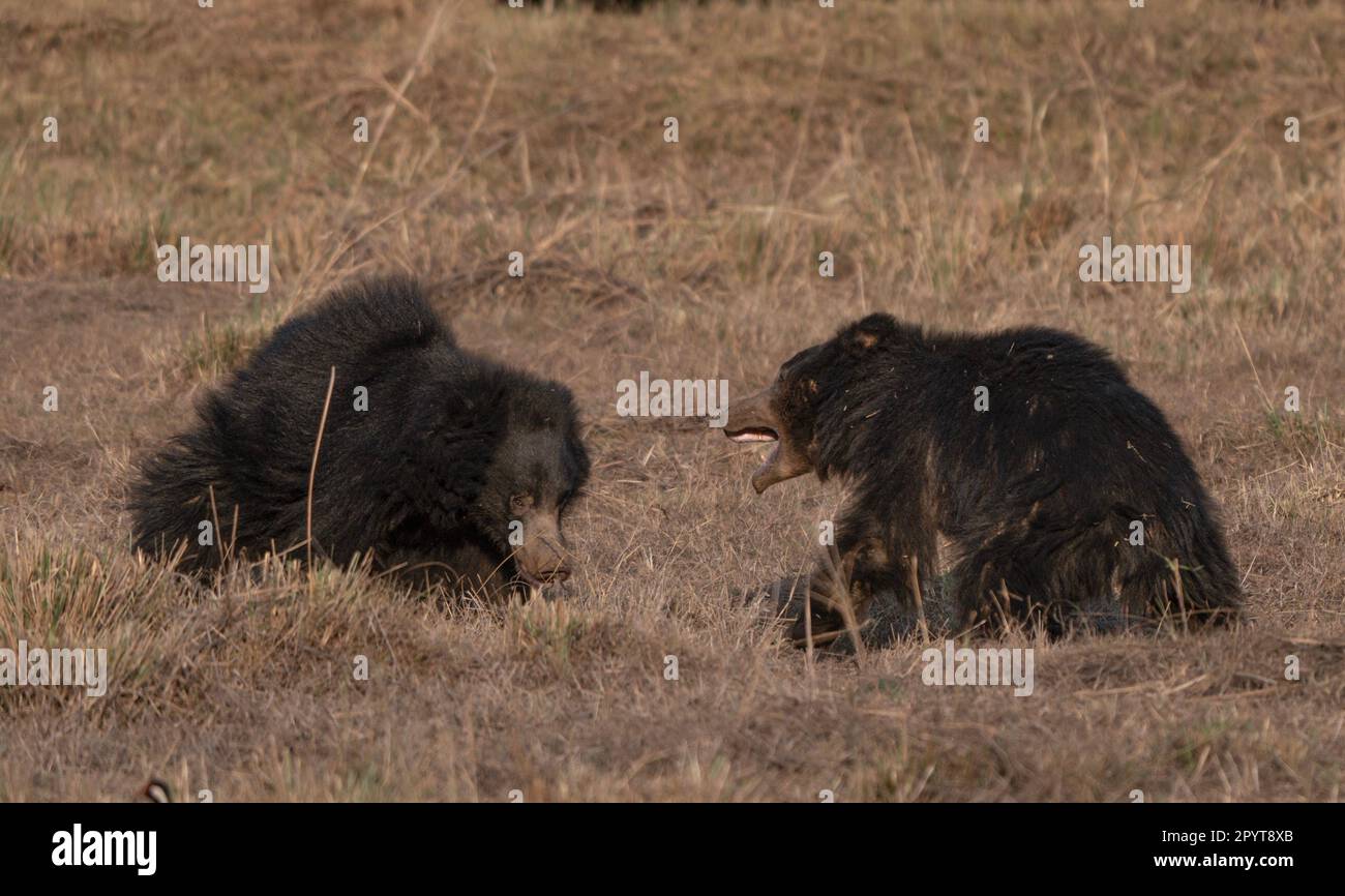 HILARIOUS images of two baby sloth bears fighting and screaming at each ...