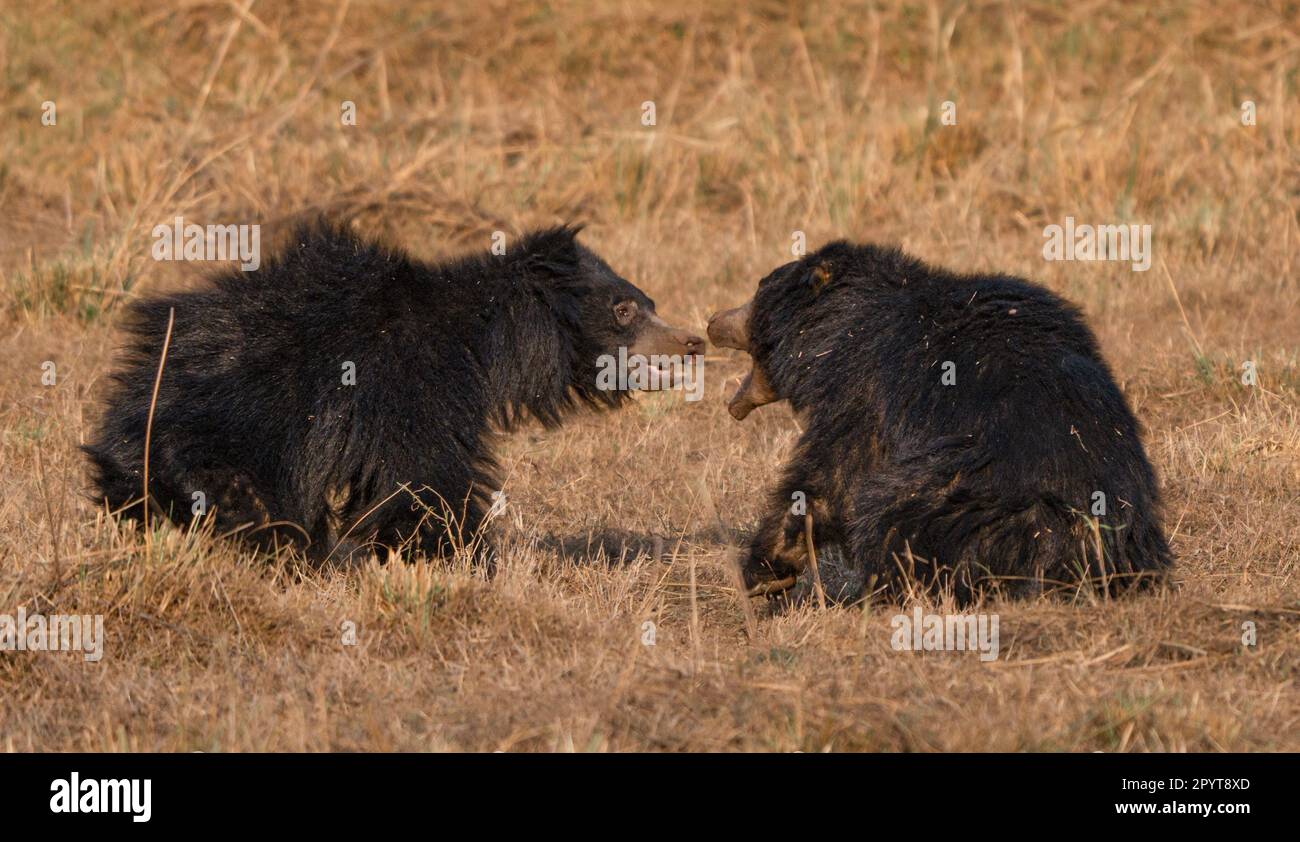 HILARIOUS images of two baby sloth bears fighting and screaming at each ...