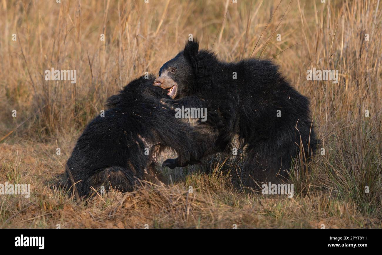HILARIOUS images of two baby sloth bears fighting and screaming at each ...