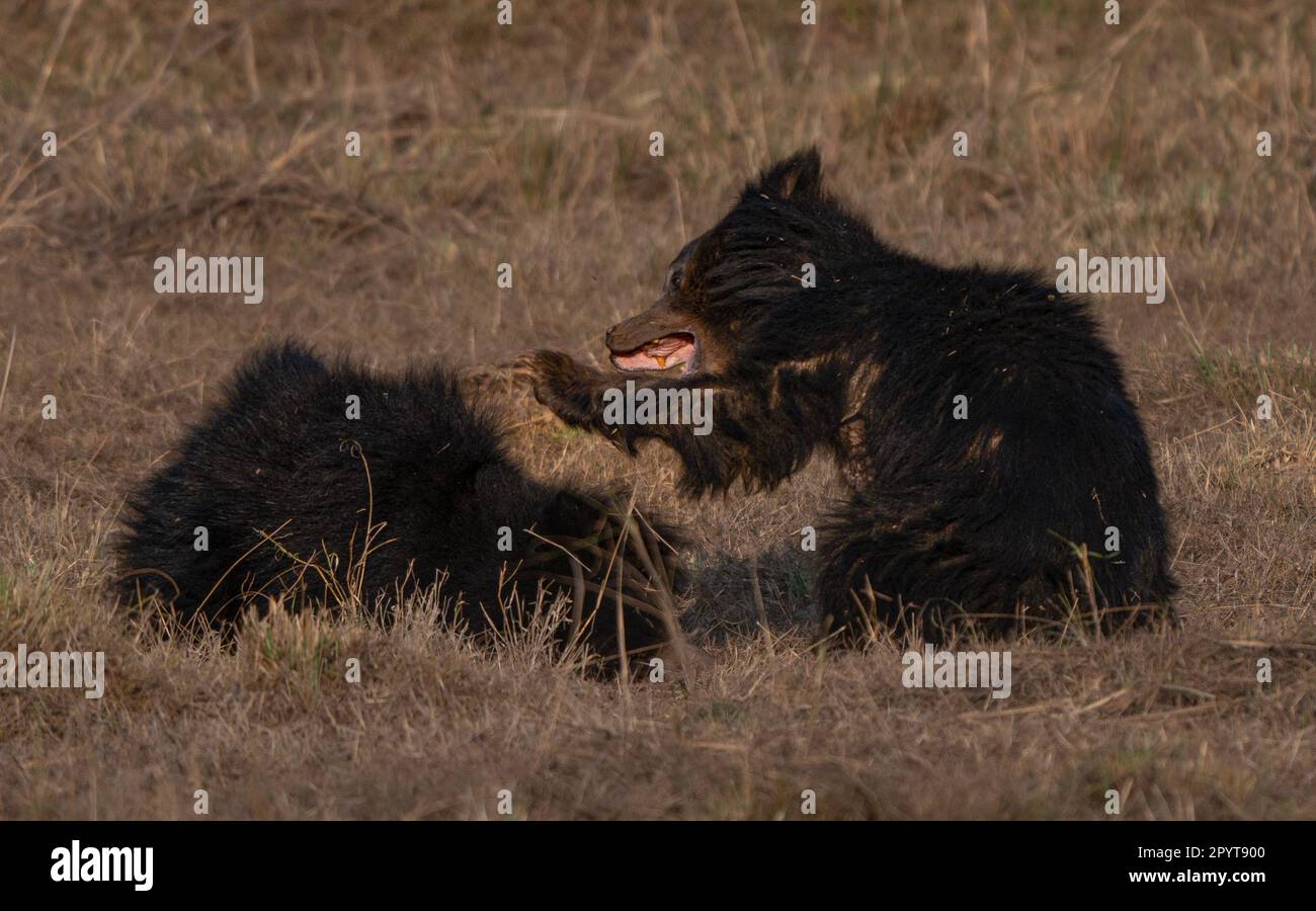 HILARIOUS images of two baby sloth bears fighting and screaming at each ...