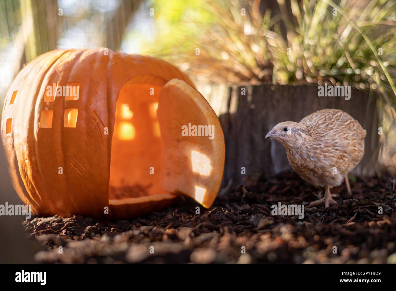 Domesticated Quail in a fall setting with an orange Pumpkin Stock Photo ...