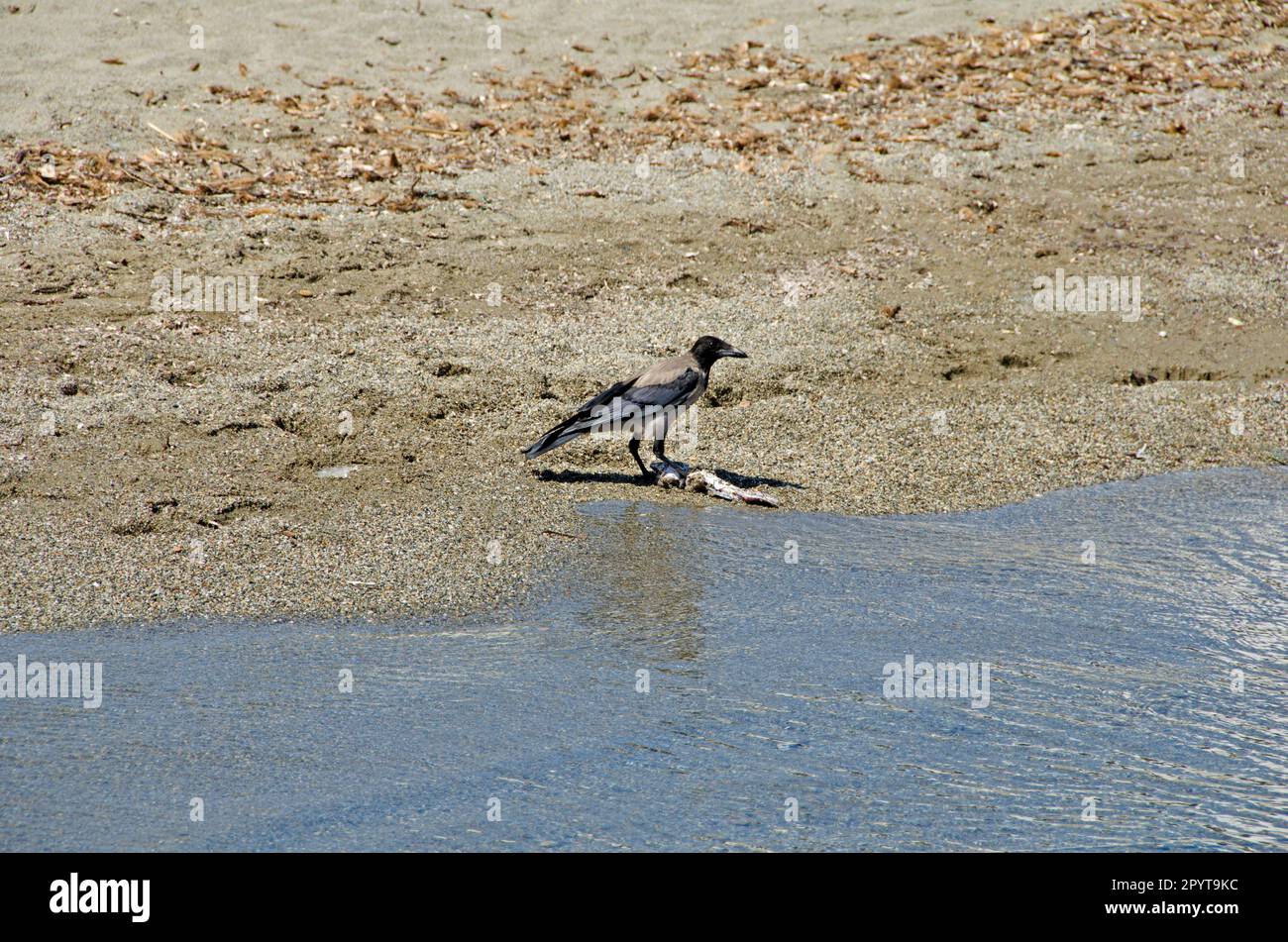 Raven at seaside hi-res stock photography and images - Alamy