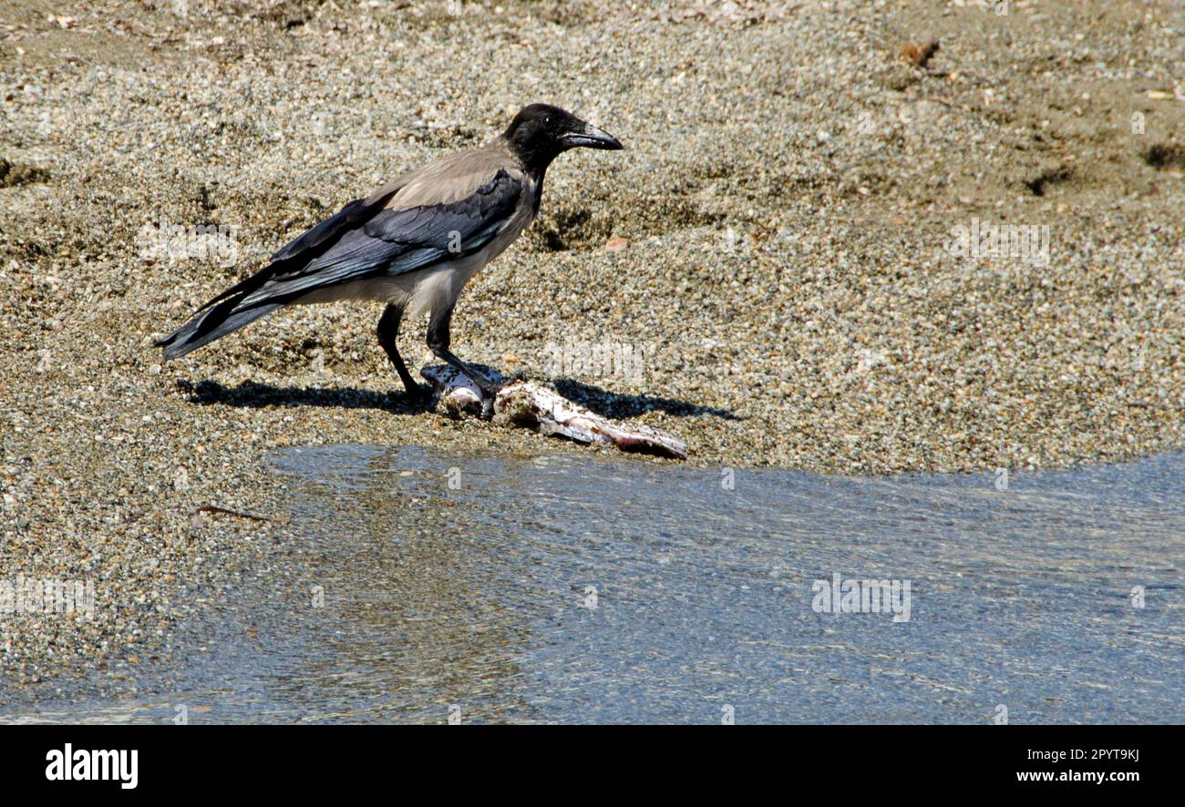 Raven eating a fish at seaside Stock Photo - Alamy
