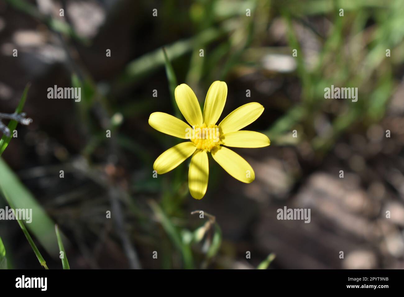 a yellow tiny flower Stock Photo - Alamy