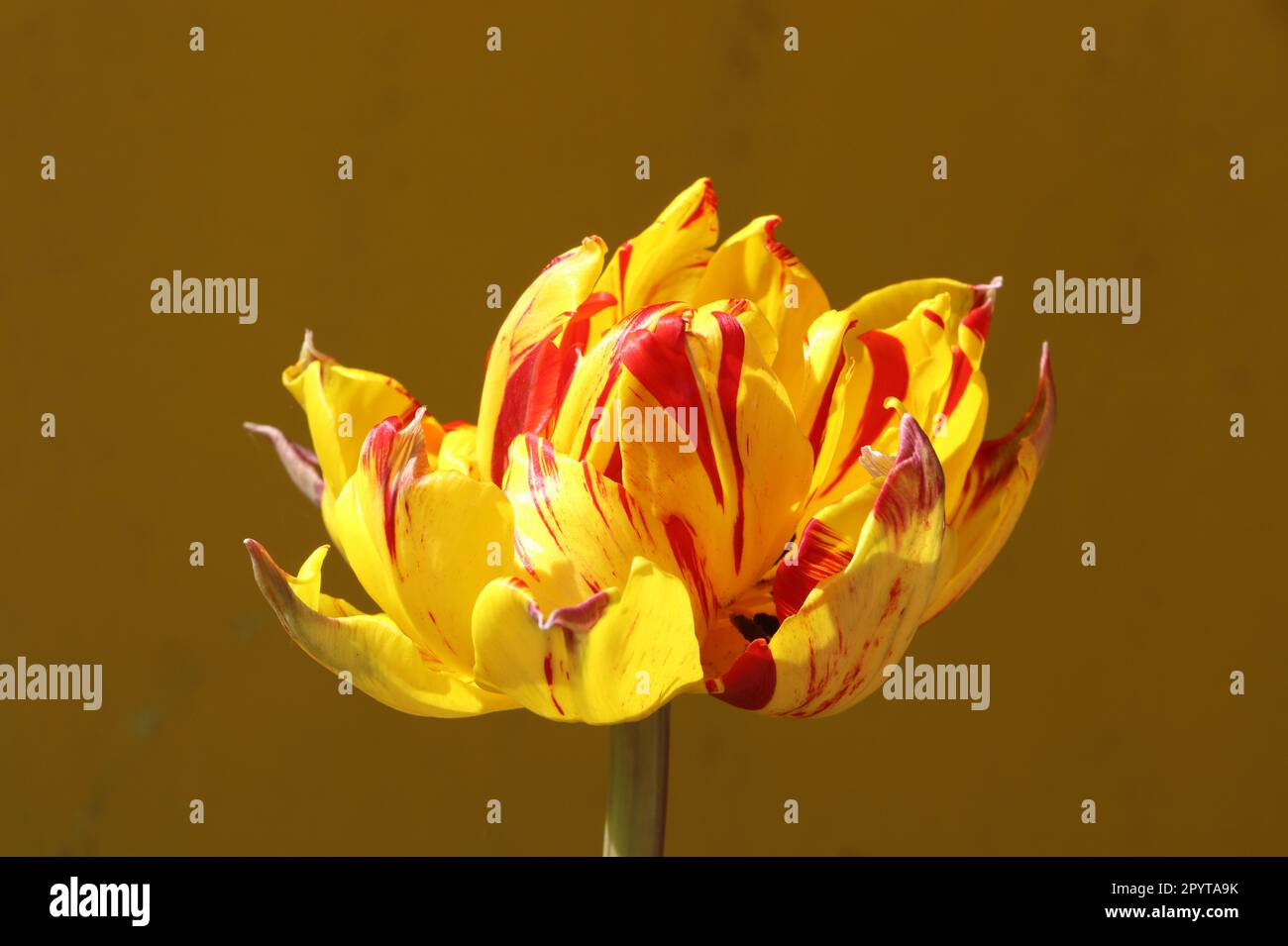 double red and yellow flamed tulip Monsella close-up Stock Photo - Alamy