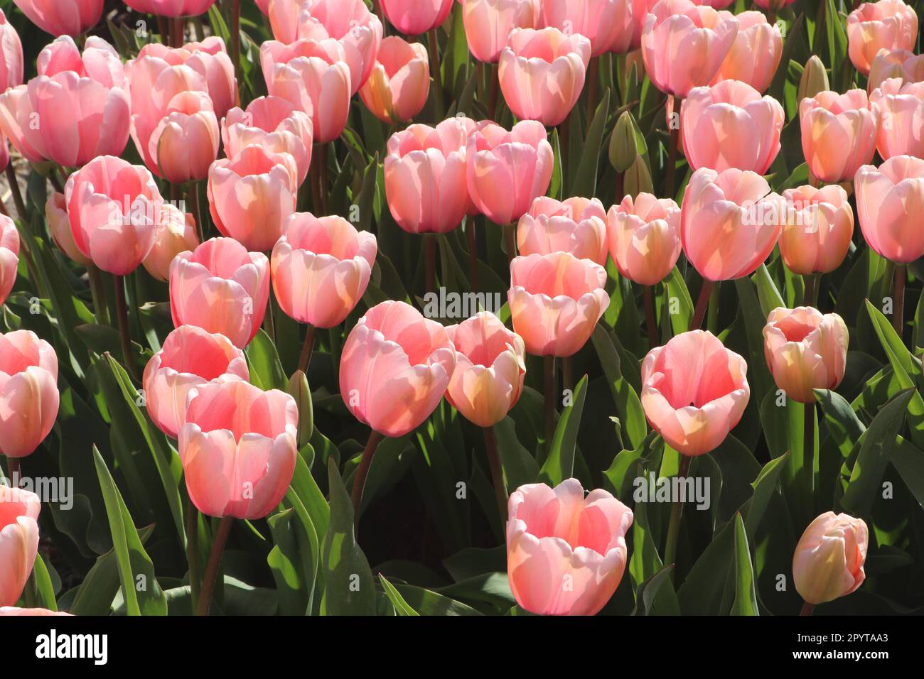 tulip variety Pink Impression in field in the Netherlands Stock Photo ...