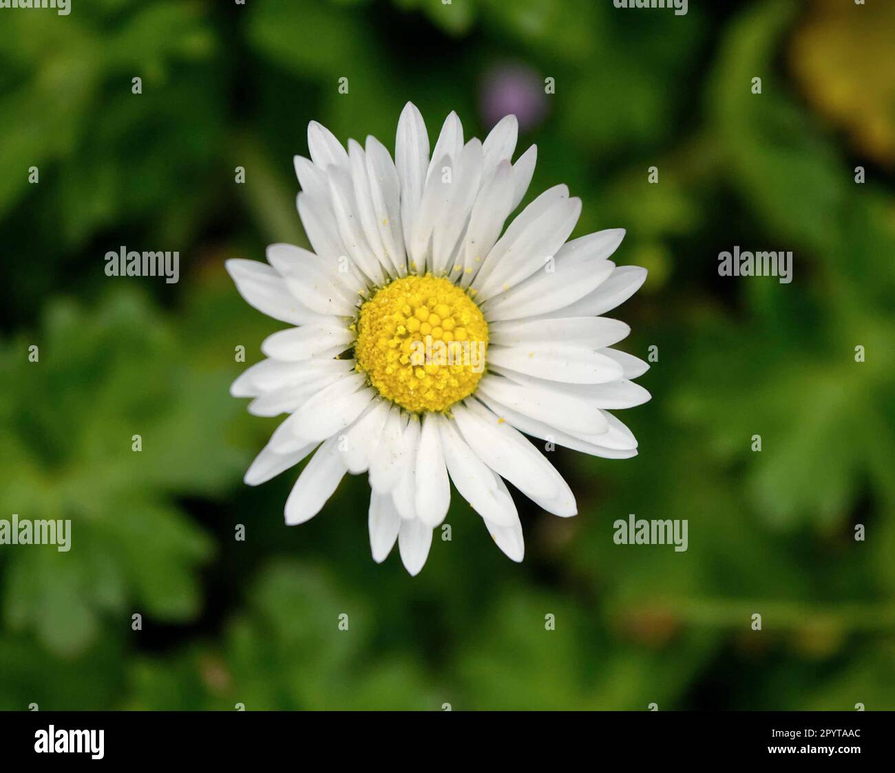 Close up daisy in full hi-res stock photography and images - Alamy