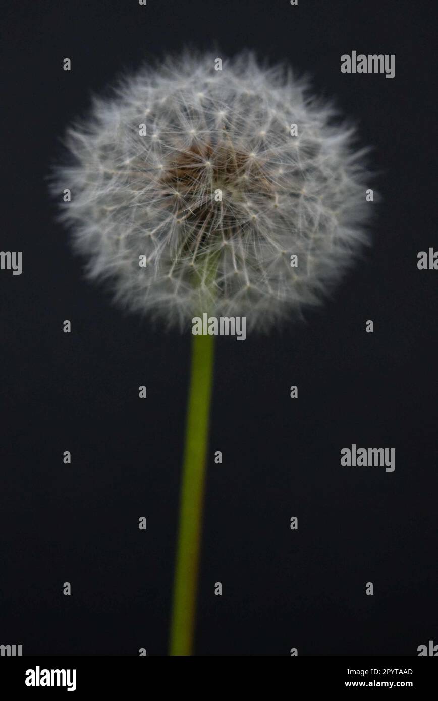 Dandelion seeded head against a black background soft lighting Stock ...
