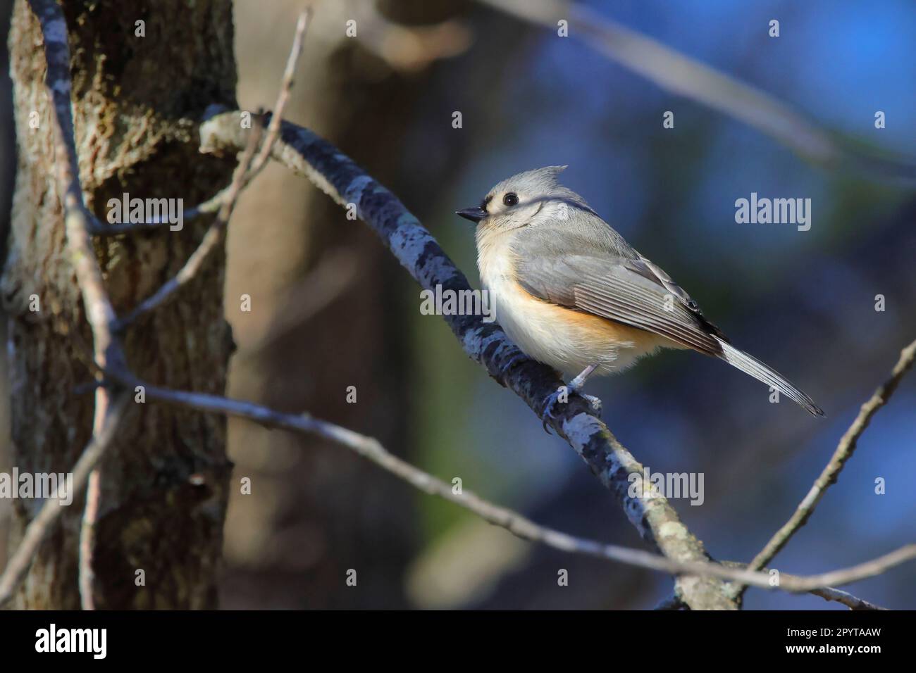 Tufted titmouse in flight hi-res stock photography and images - Alamy