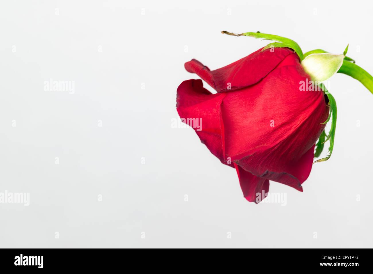 close-up of a red rose looking down with copy space to the left Stock ...