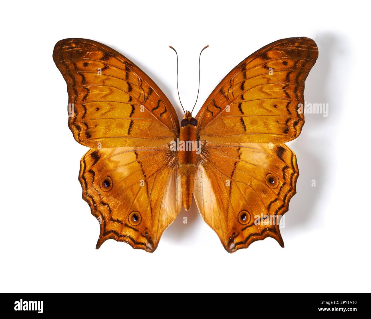 Above, insect and butterfly in studio for taxidermy, art and decoration ...