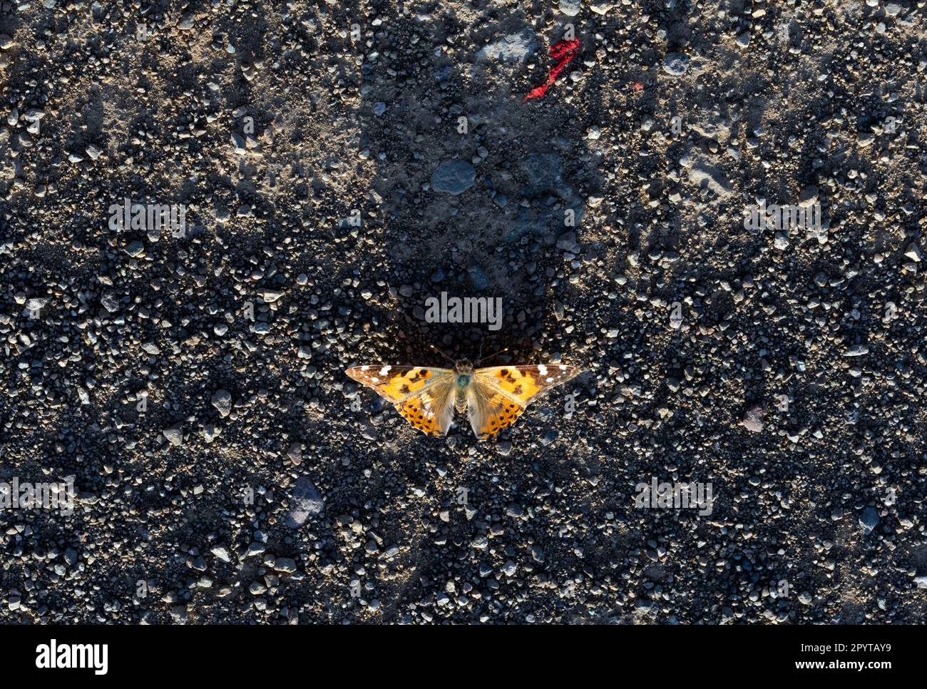 A close-up of a butterfly with open wings Stock Photo - Alamy