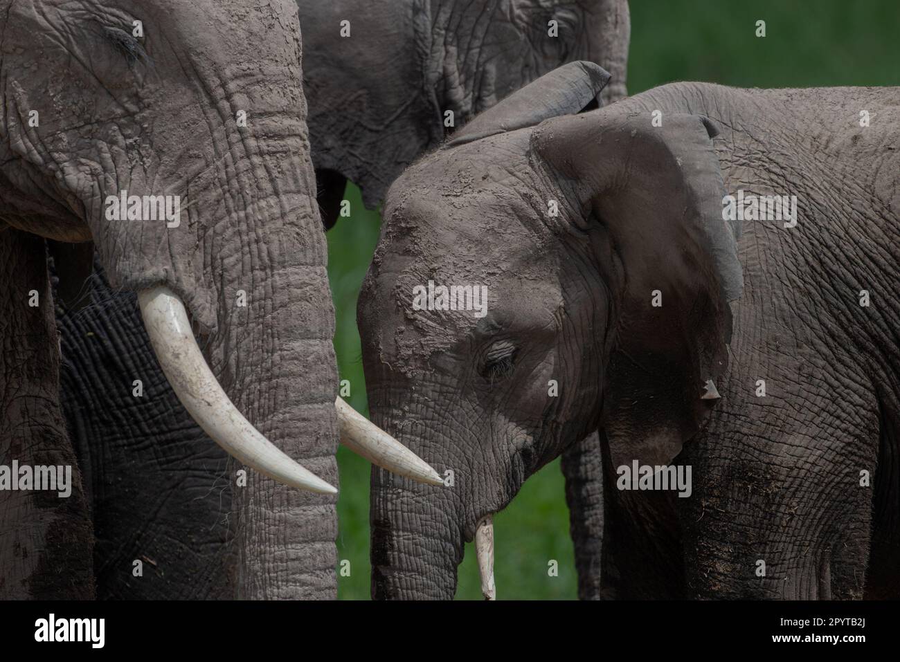 Juvenile male african elephant hi-res stock photography and images - Alamy