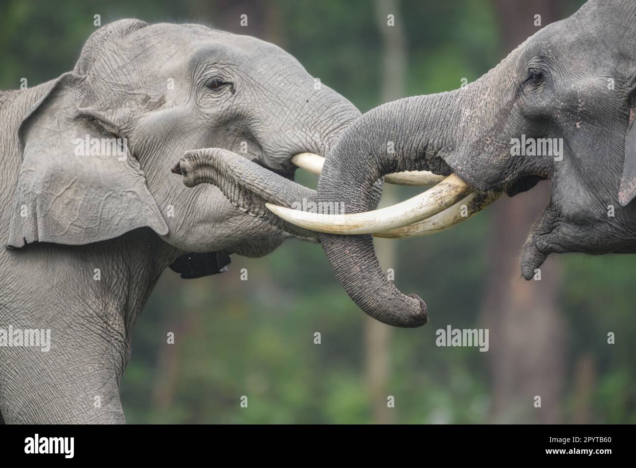 ADORABLE images of two wild asiatic elephants engaging their trunks ...