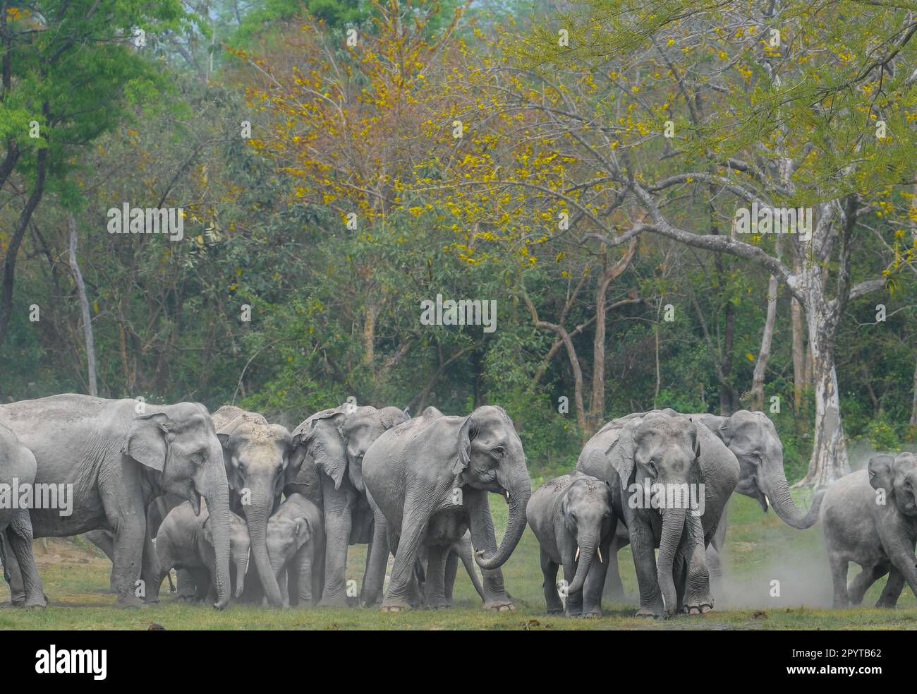 ADORABLE images of two wild asiatic elephants engaging their trunks ...