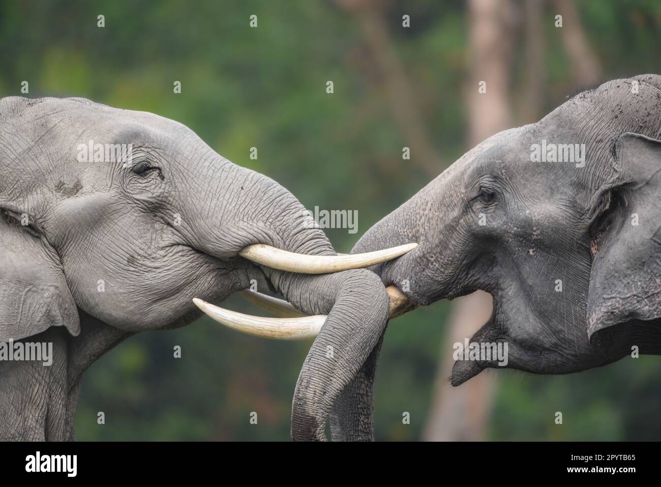ADORABLE images of two wild asiatic elephants engaging their trunks ...