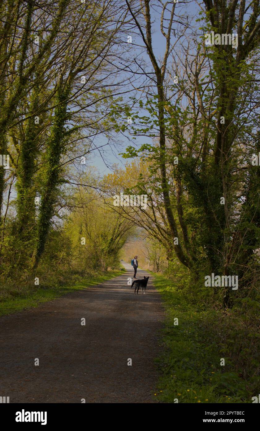 The Mawddach Estuary Trail in Snowdonia Stock Photo - Alamy