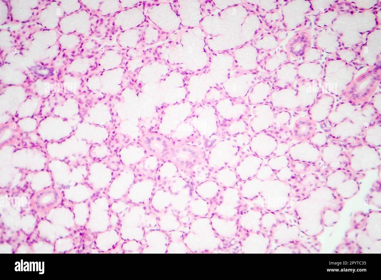 Human glandular epithelium hi-res stock photography and images - Alamy