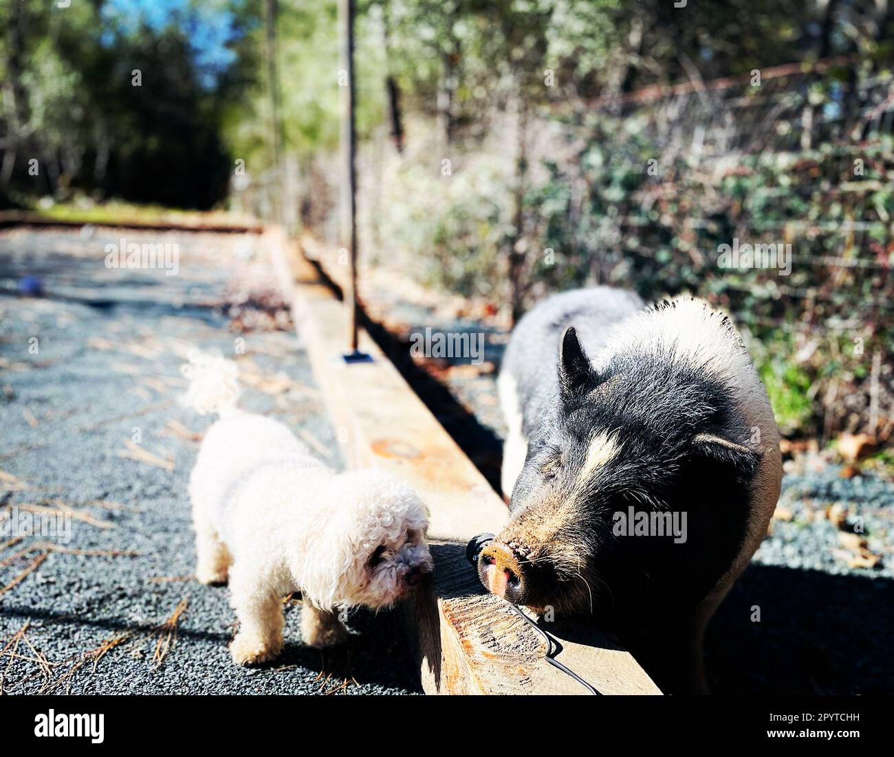 Kissing animals hi-res stock photography and images - Alamy