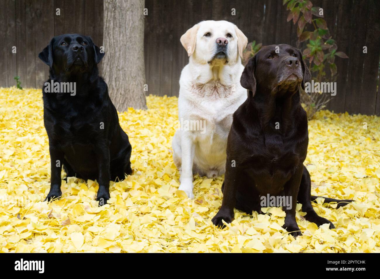 three labradors posing in the yellow autumn gingko leaves Stock Photo ...