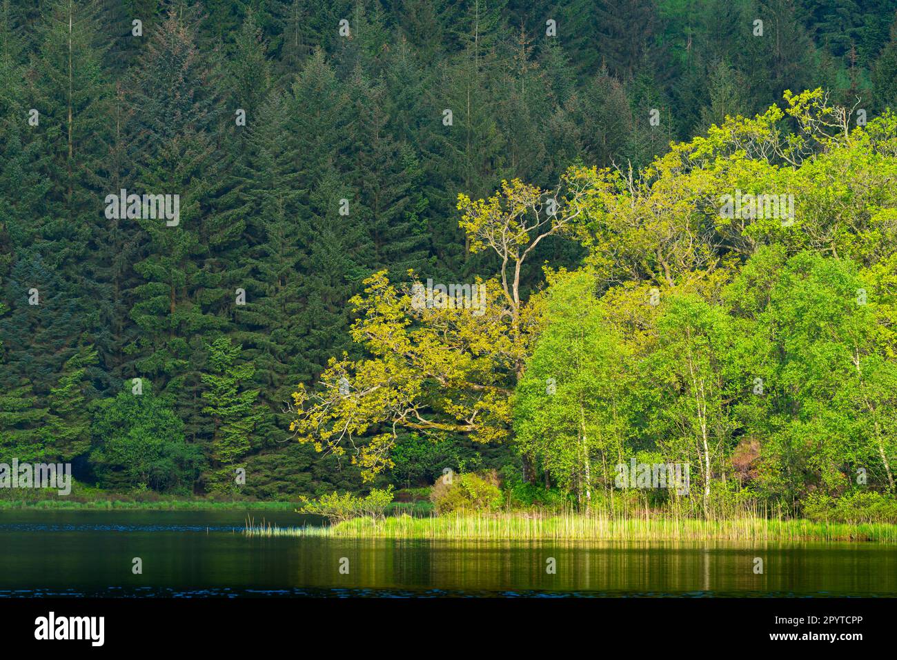 Scotland parks hi-res stock photography and images - Alamy