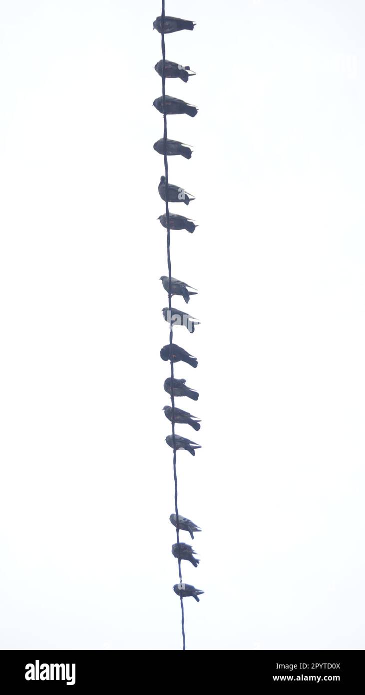 A group of crows sitting on a wire Stock Photo - Alamy