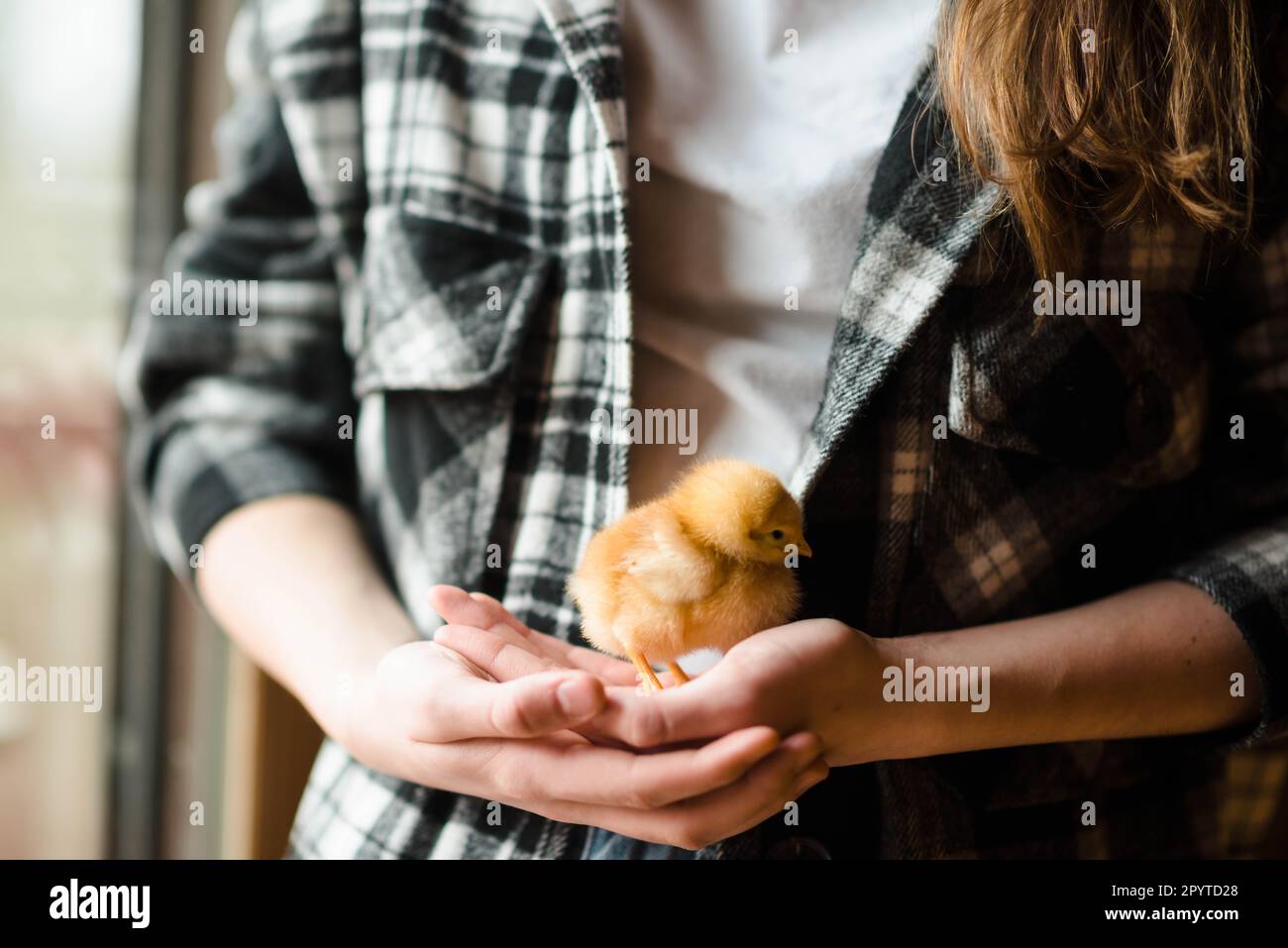 Baby chicken in hands hi-res stock photography and images - Alamy