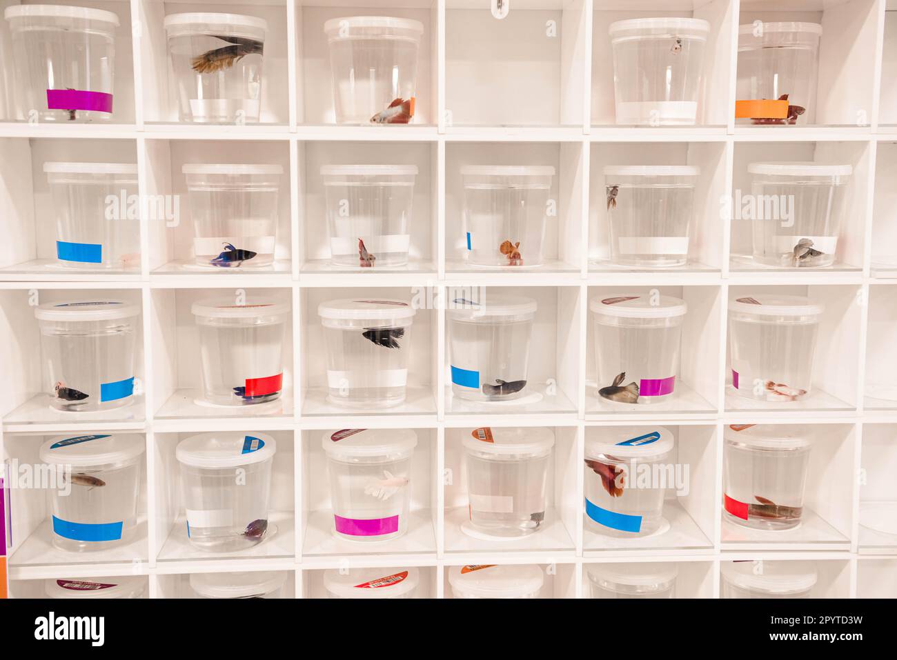 Beta fish lined up on shelves in a pet store Stock Photo - Alamy