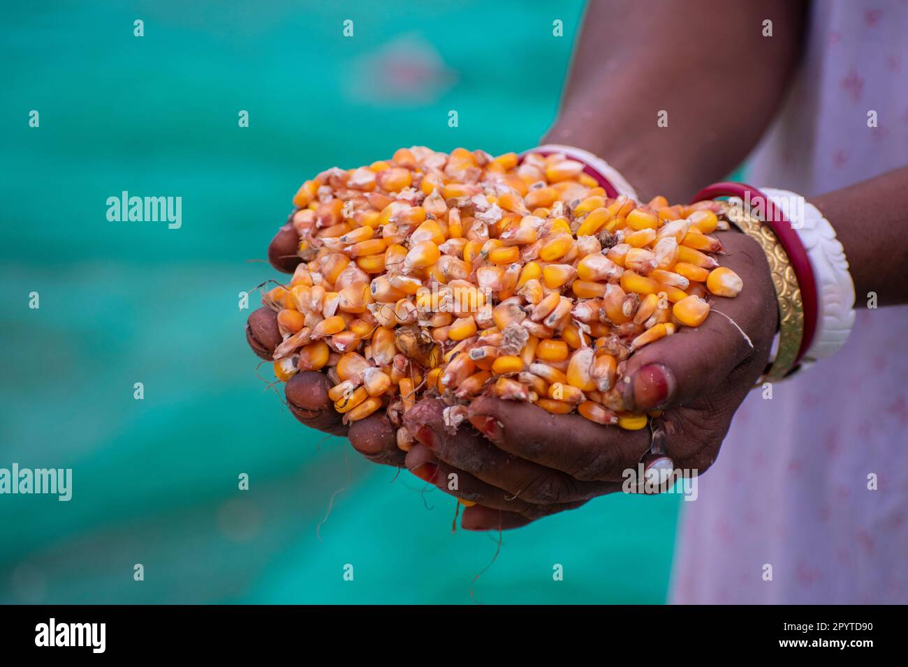 A woman farmer shows corn kernels after dried in the sun Stock Photo ...