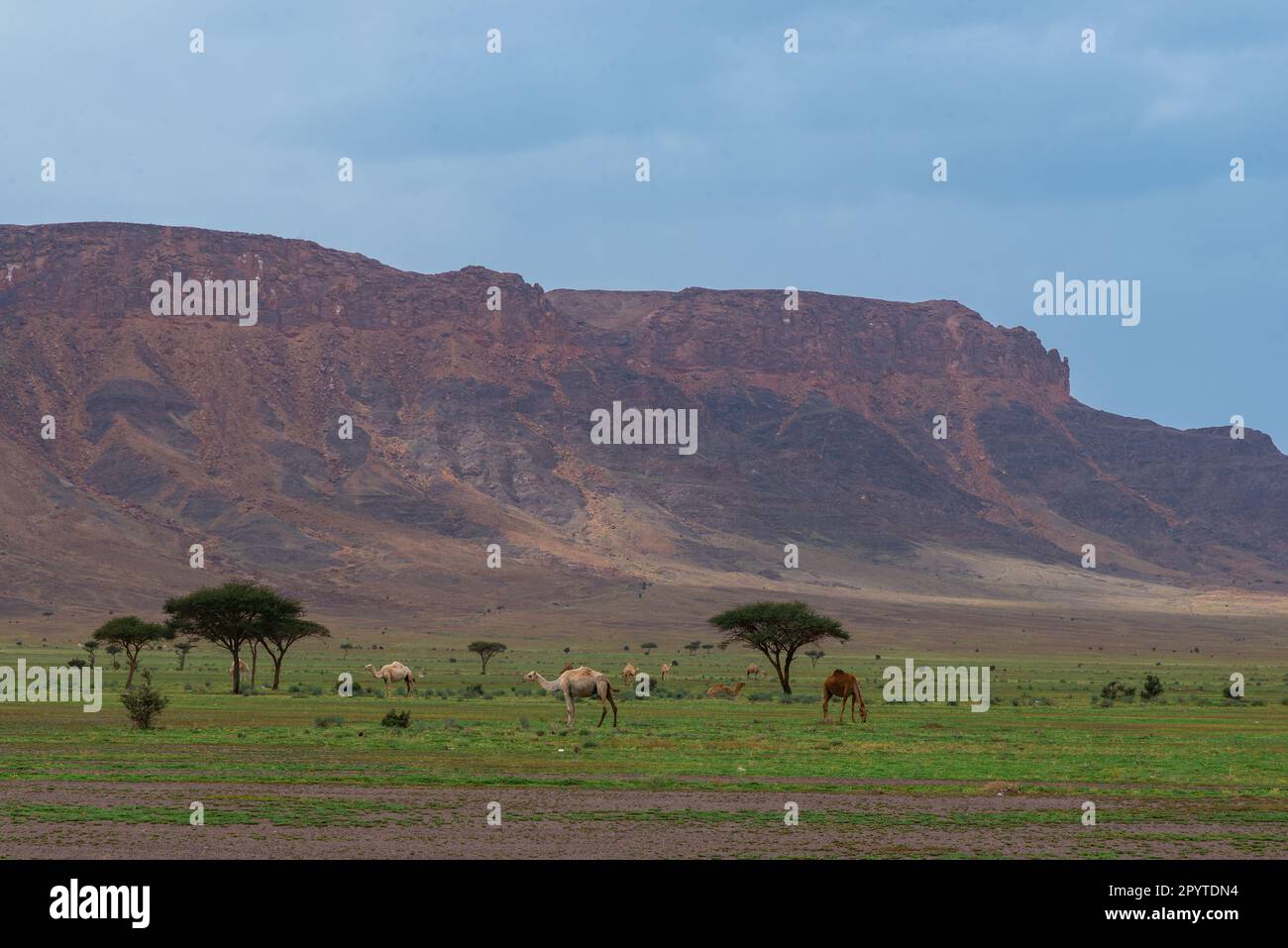 the green desert of Saudi Arabia Stock Photo - Alamy