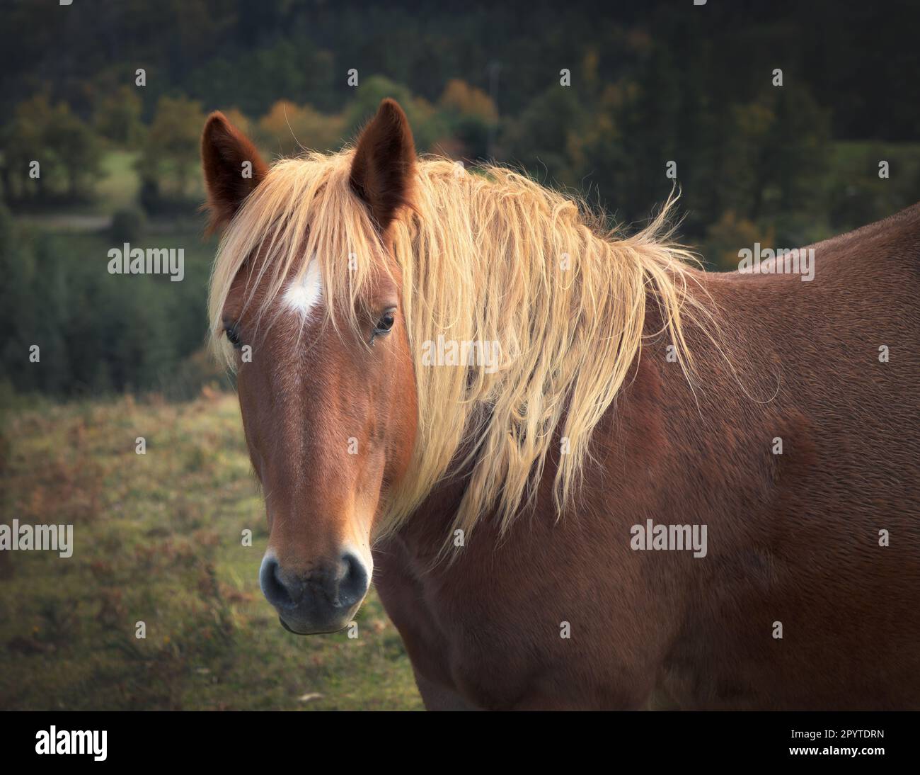 Powerful Horses in the Basque Mountains. Mondragon. Spain Stock Photo ...