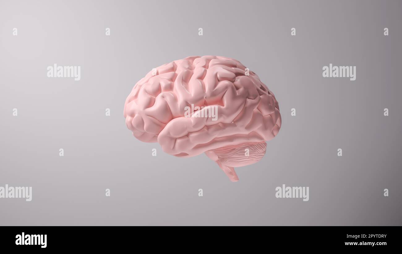 Pink brain in slide view on grey background, thinking comic spee Stock ...