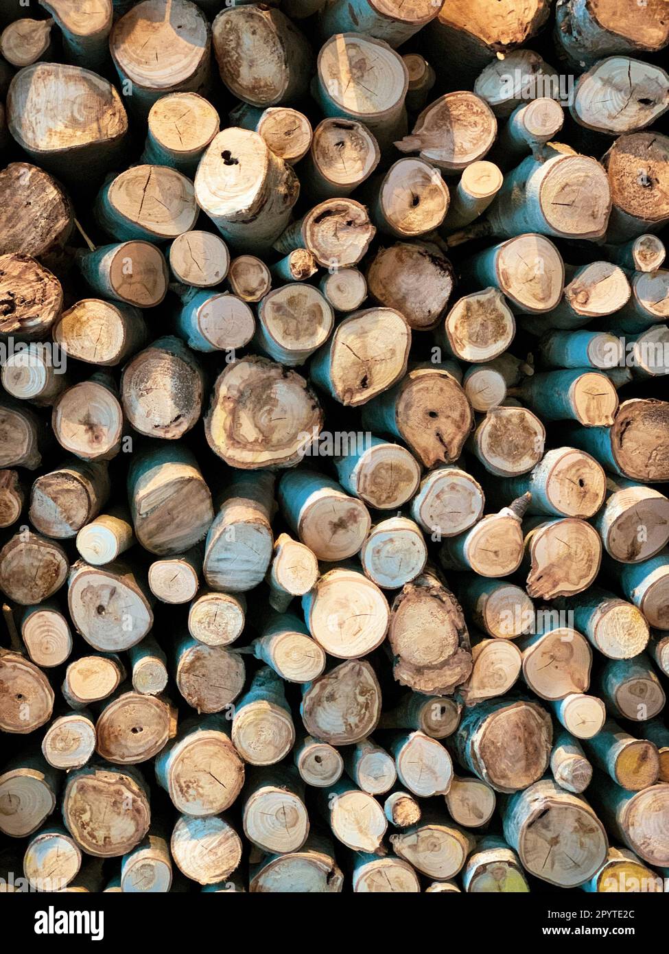 Aspen wooden texture hi-res stock photography and images - Alamy