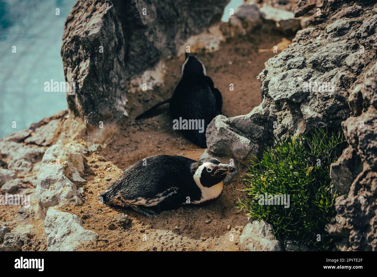 Sleeping penguins hi-res stock photography and images - Alamy