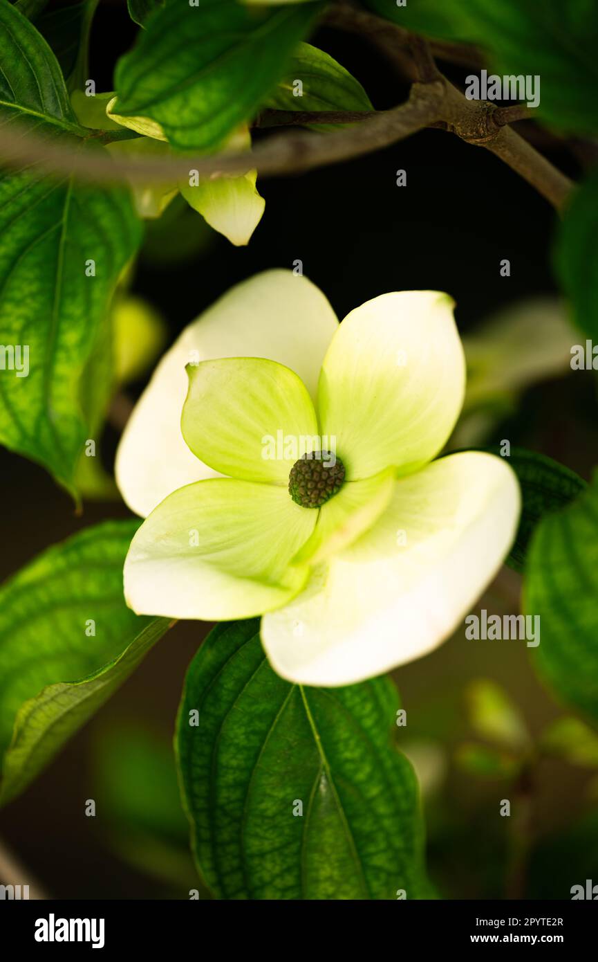 Venus Dogwood Tree Flower Bloom Stock Photo - Alamy