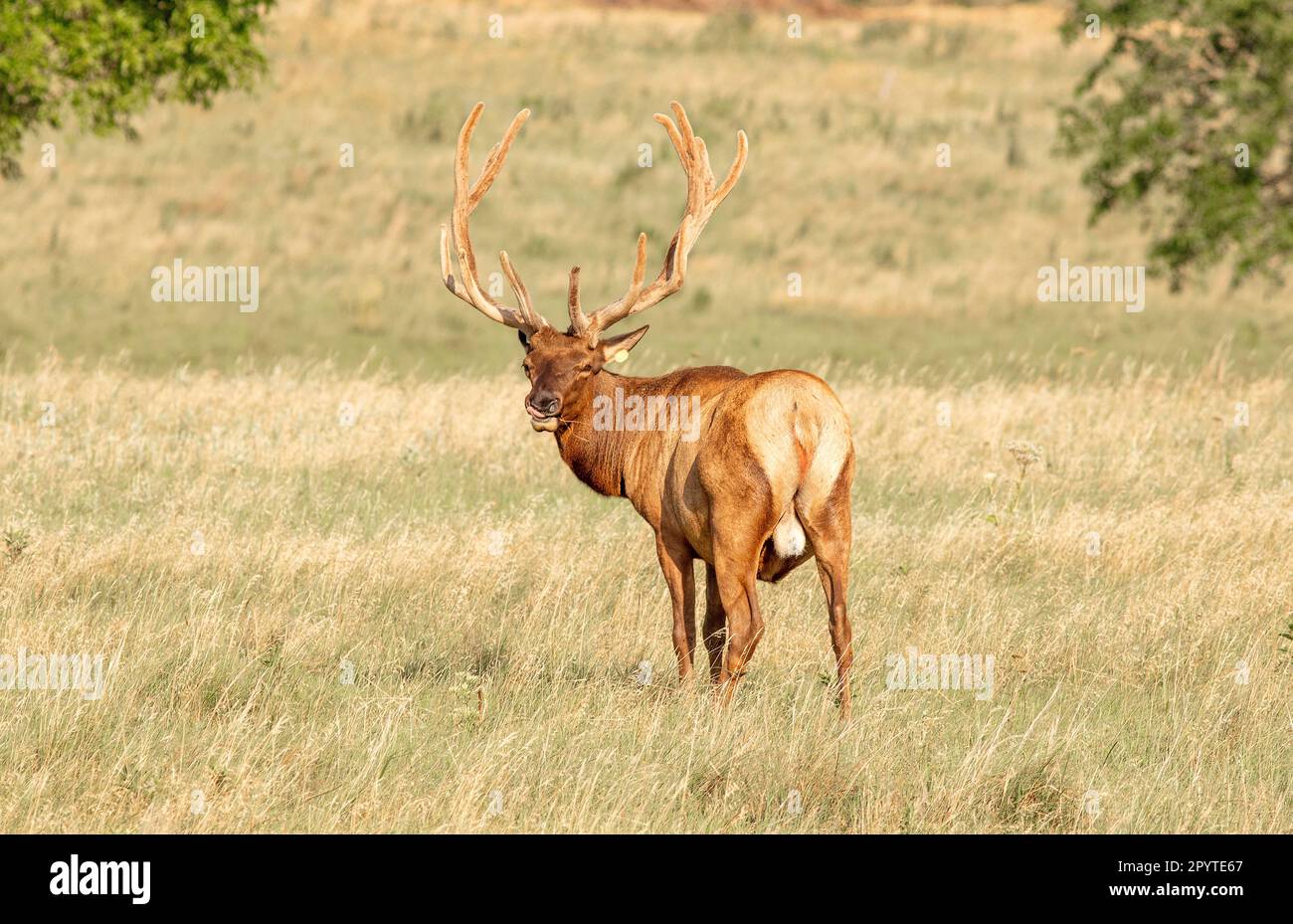 Elk raised on livestock ranch in Kansas Stock Photo - Alamy